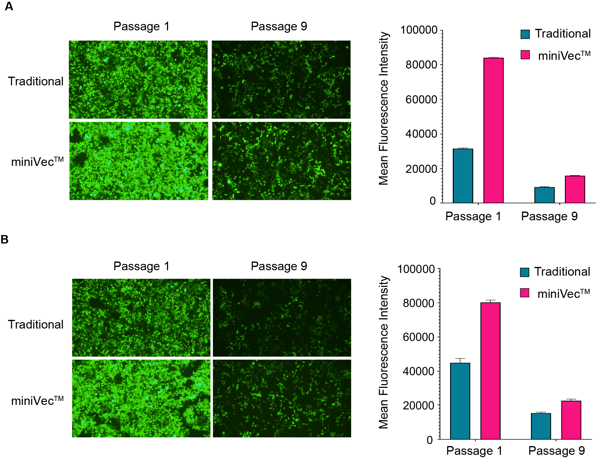 miniVec™ Plasmid | VectorBuilder